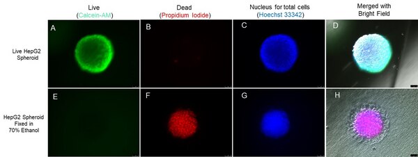 Live Dead Cell Viability Assay Kit for 3D and 2D cell culture | CBA415